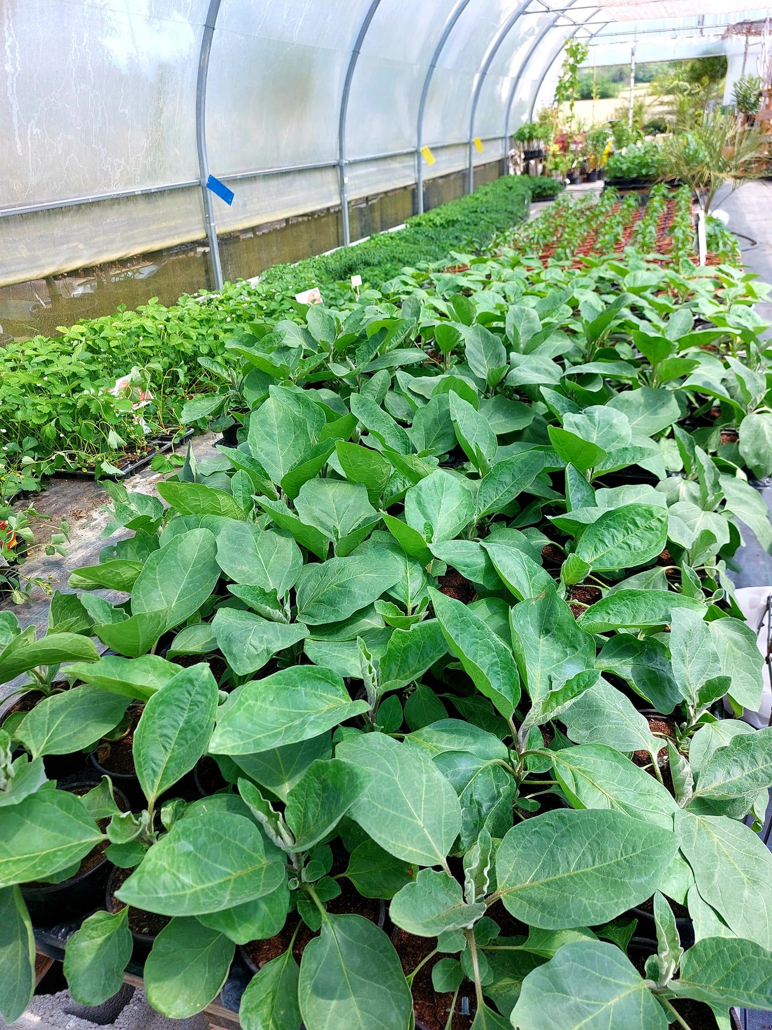 Plants de Légumes et Comestibles au Brouilh-monbert - Pépinière du ...